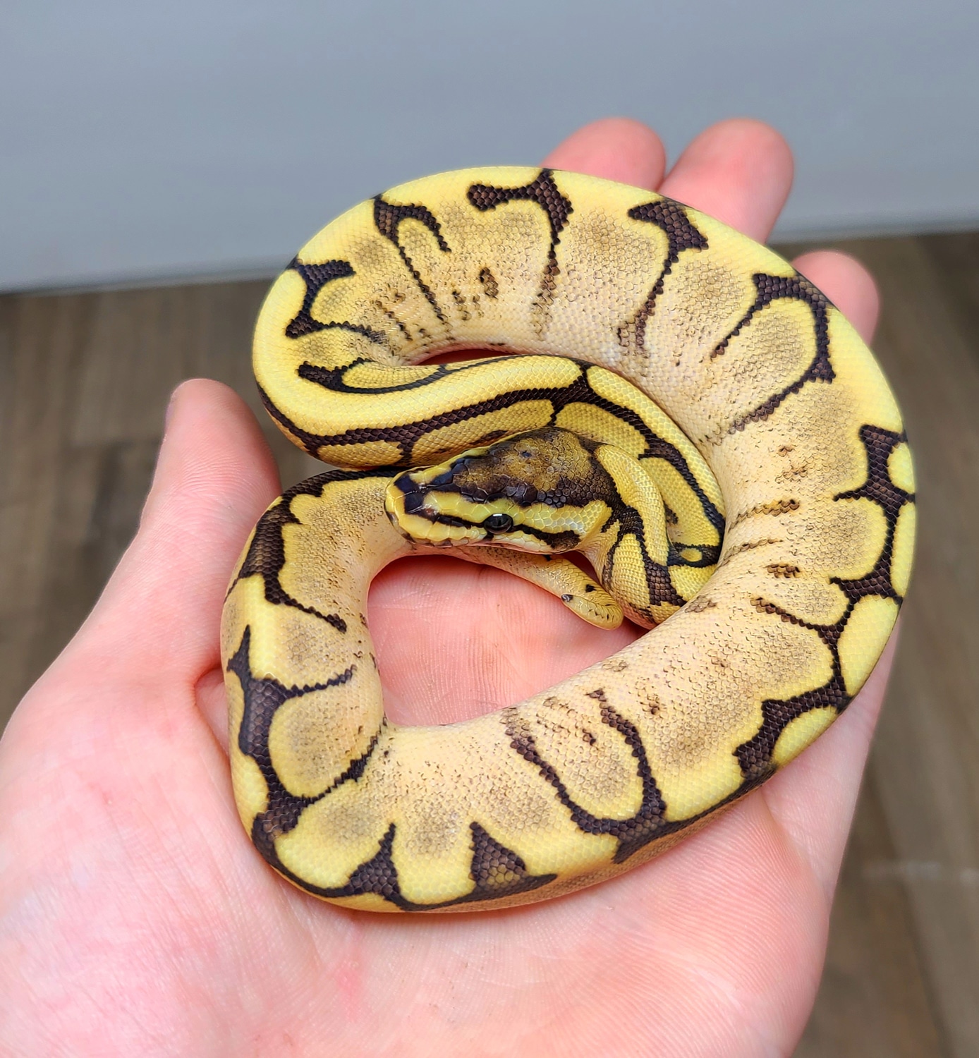 Spider Mojave Ball Python by Good Guy Reptile Family - MorphMarket