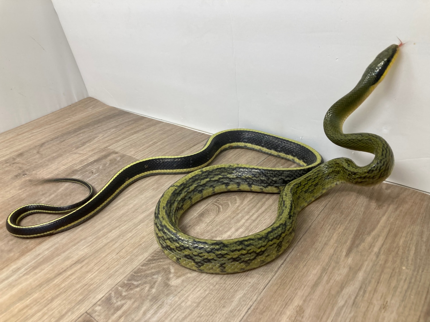 Sumatran Cave Rat Snake PAIR (O. Taeniurus Grabowski) Other Rat Snake ...