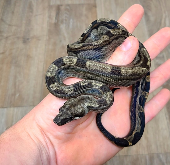 Motley Red Tail Boa Boa Constrictor by Good Guy Reptile Family