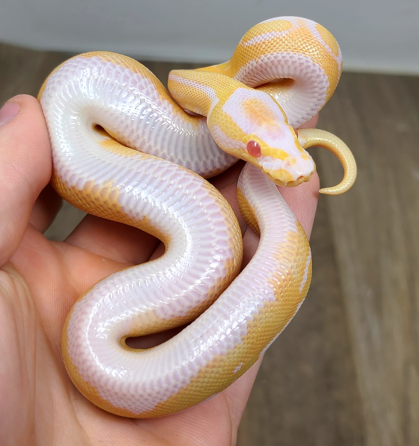 Albino Pied Ball Python by Good Guy Reptile Family - MorphMarket