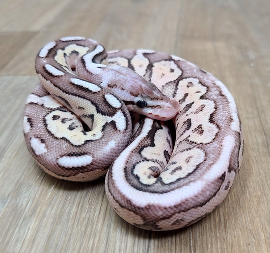 Pewter Vanilla 100% Het Puzzle Ball Python by Good Guy Reptile Family