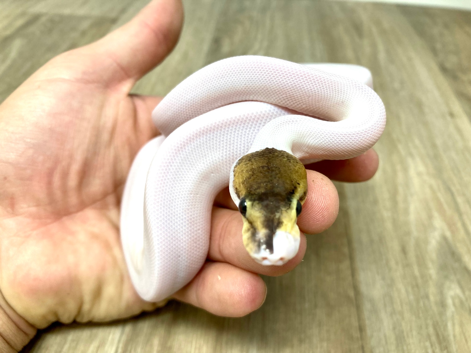 Pinto (Russo) Pied (Pos Pastel) Ball Python by Good Guy Reptile Family ...