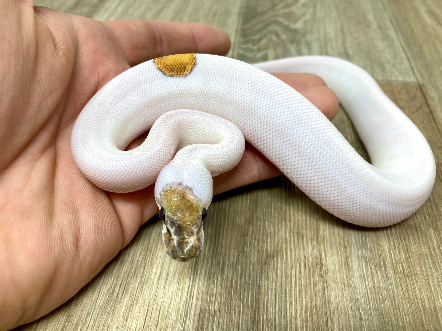 Pastel Pinto (Russo) Pied Ball Python by Good Guy Reptile Family ...
