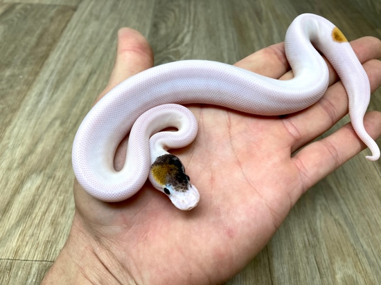 Pinto (Russo) Pied Ball Python by Good Guy Reptile Family