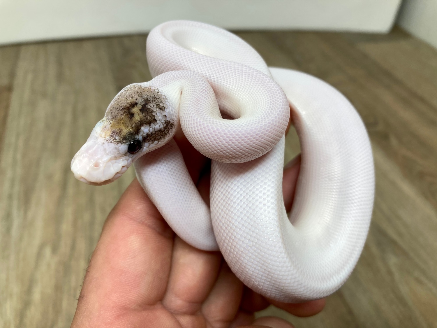Pinto (Russo) Pied Ball Python by Good Guy Reptile Family - MorphMarket