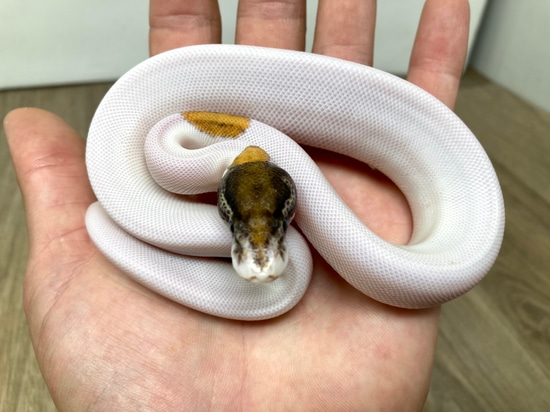 Pinto (Russo) Pied Ball Python by Good Guy Reptile Family
