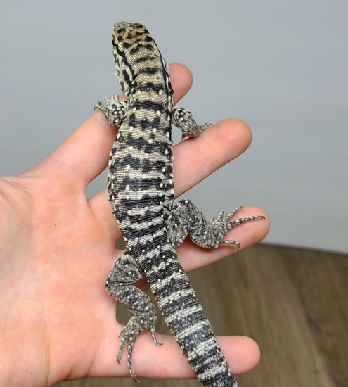 Silver Flame Tegu Tegus by Good Guy Reptile Family