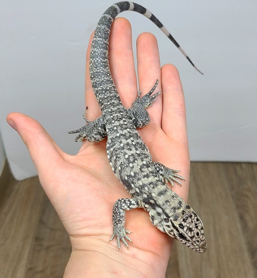 Silver Flame Tegu Other Tegus by Good Guy Reptile Family