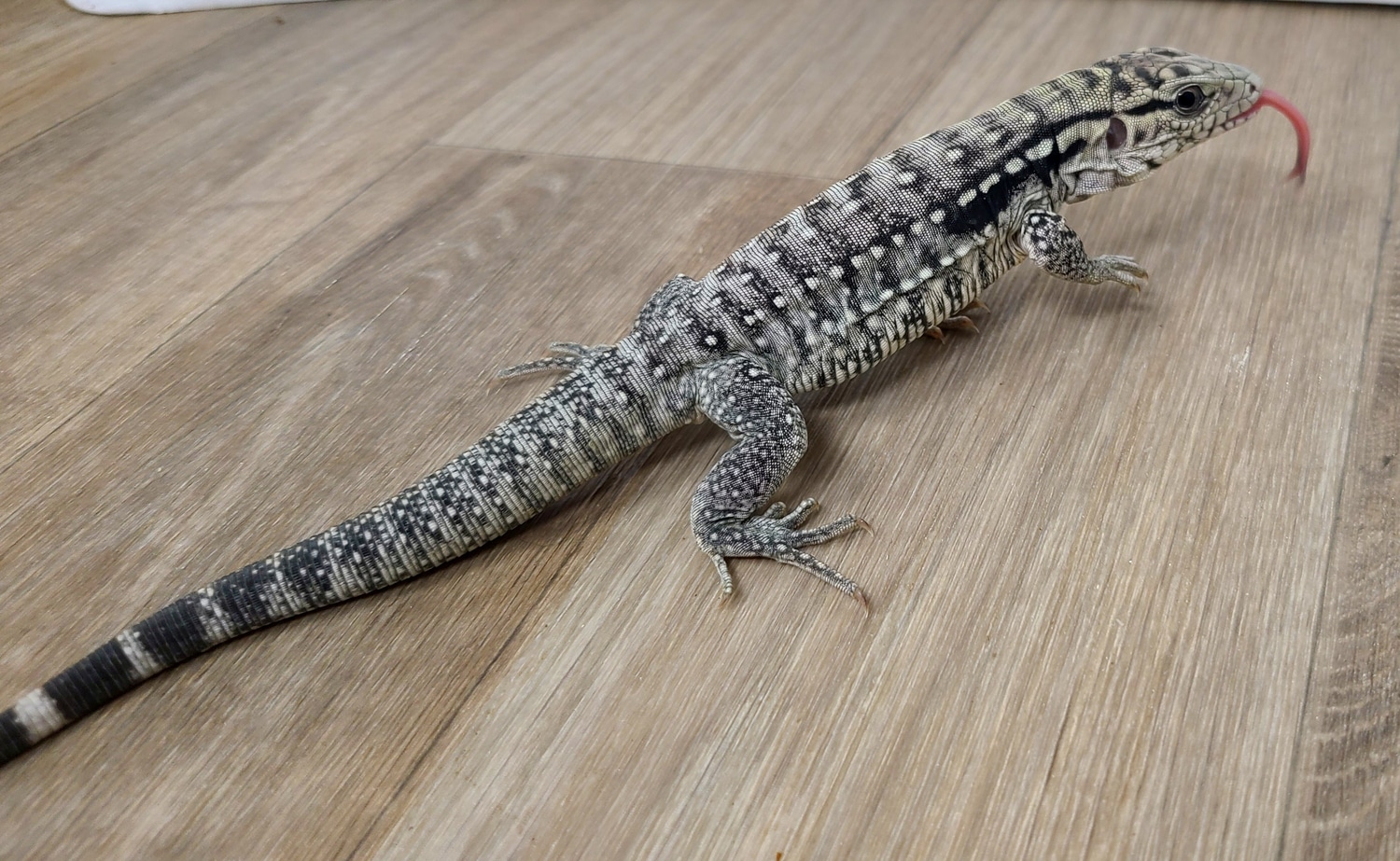 Silver Flame Tegu by Good Guy Reptile Family - MorphMarket