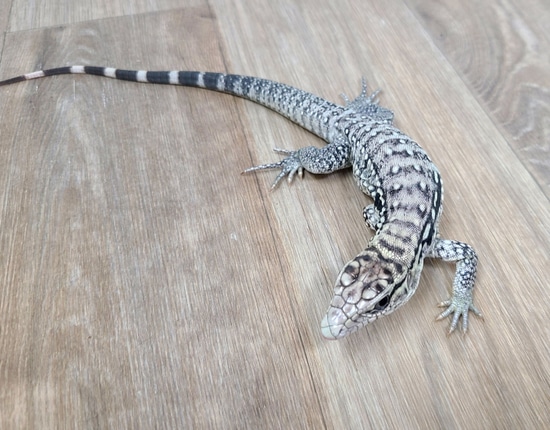 Silver Flame Tegu Other Tegus by Good Guy Reptile Family