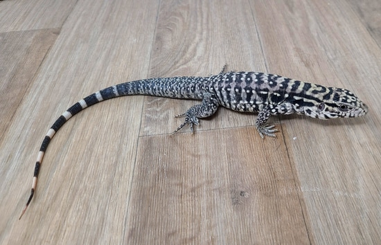 Silver Flame Tegu Other Tegus by Good Guy Reptile Family