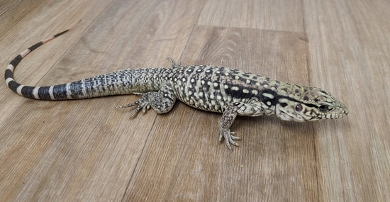 Silver Flame Tegu Other Tegus by Good Guy Reptile Family
