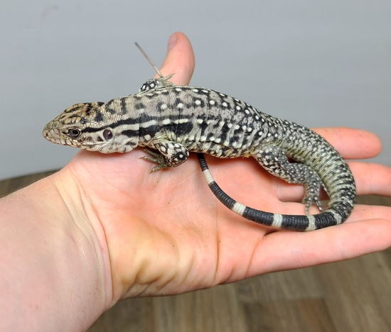 Silver Flame Tegu Other Tegus by Good Guy Reptile Family