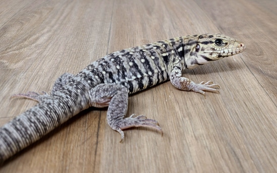 Silver Flame Tegu Other Tegus by Good Guy Reptile Family
