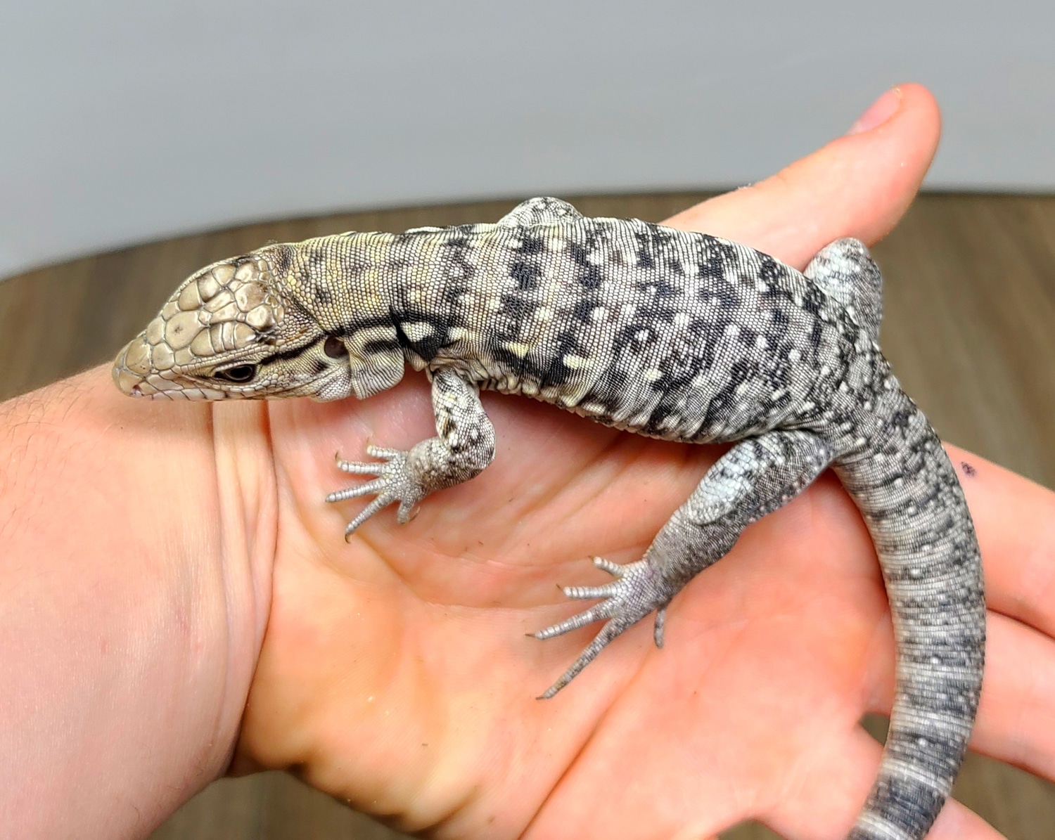 Silver Flame Tegu by Good Guy Reptile Family - MorphMarket