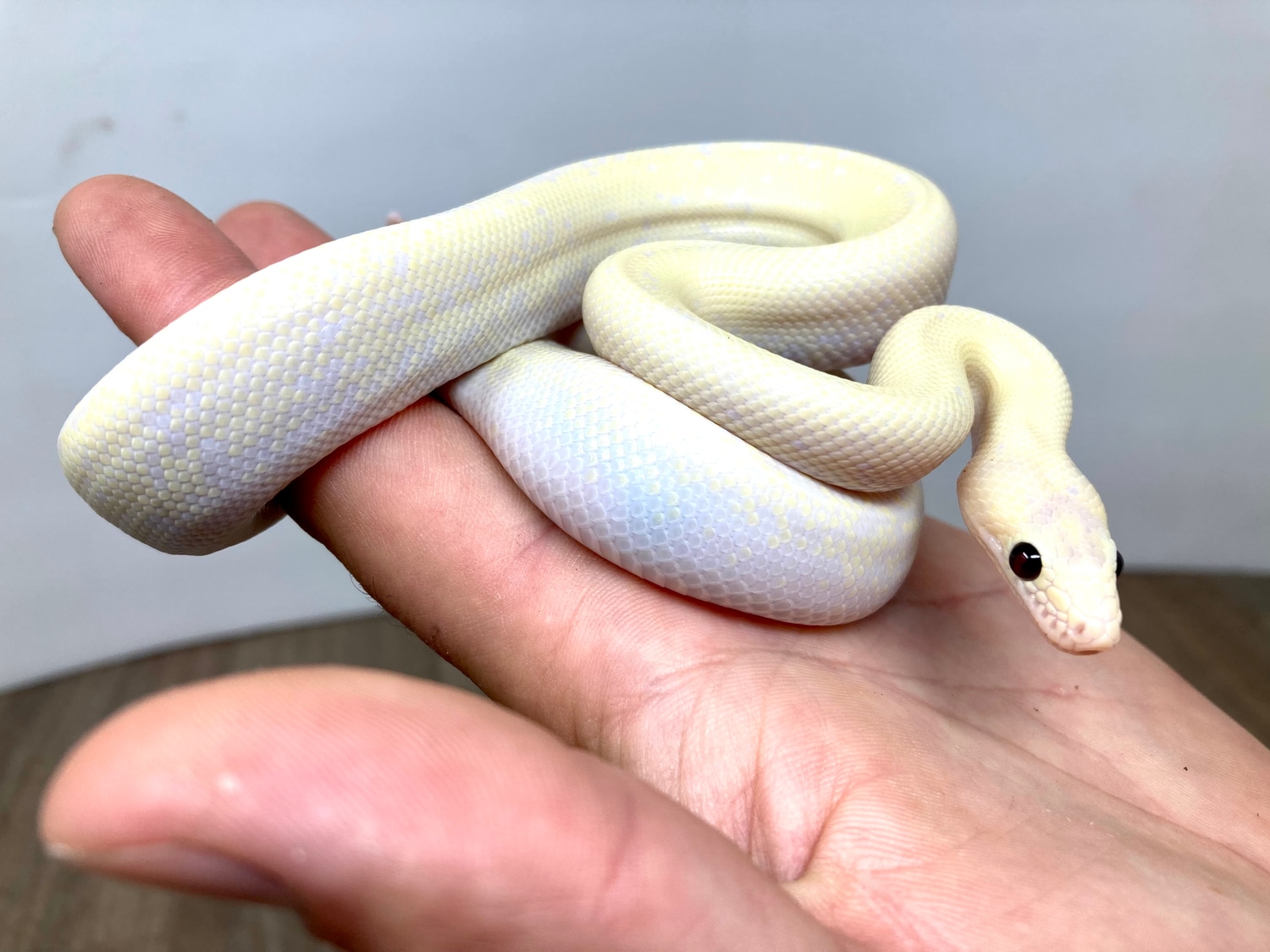 Black Eye Leucistic Colombian Rainbow Boa by Good Guy Reptile Family ...