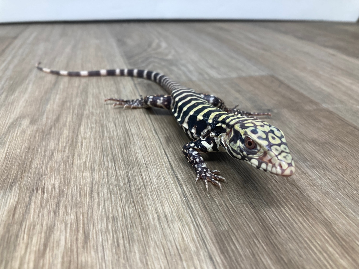 Albino Purple Titanium Tegu by Good Guy Reptile Family - MorphMarket