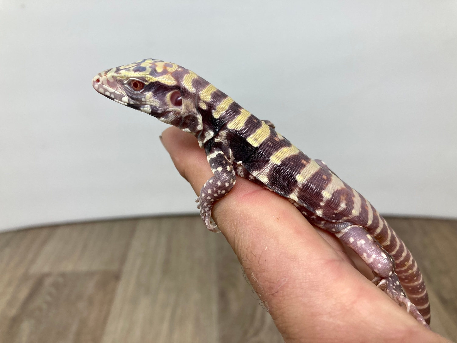 Albino Purple Titanium Tegu by Good Guy Reptile Family - MorphMarket