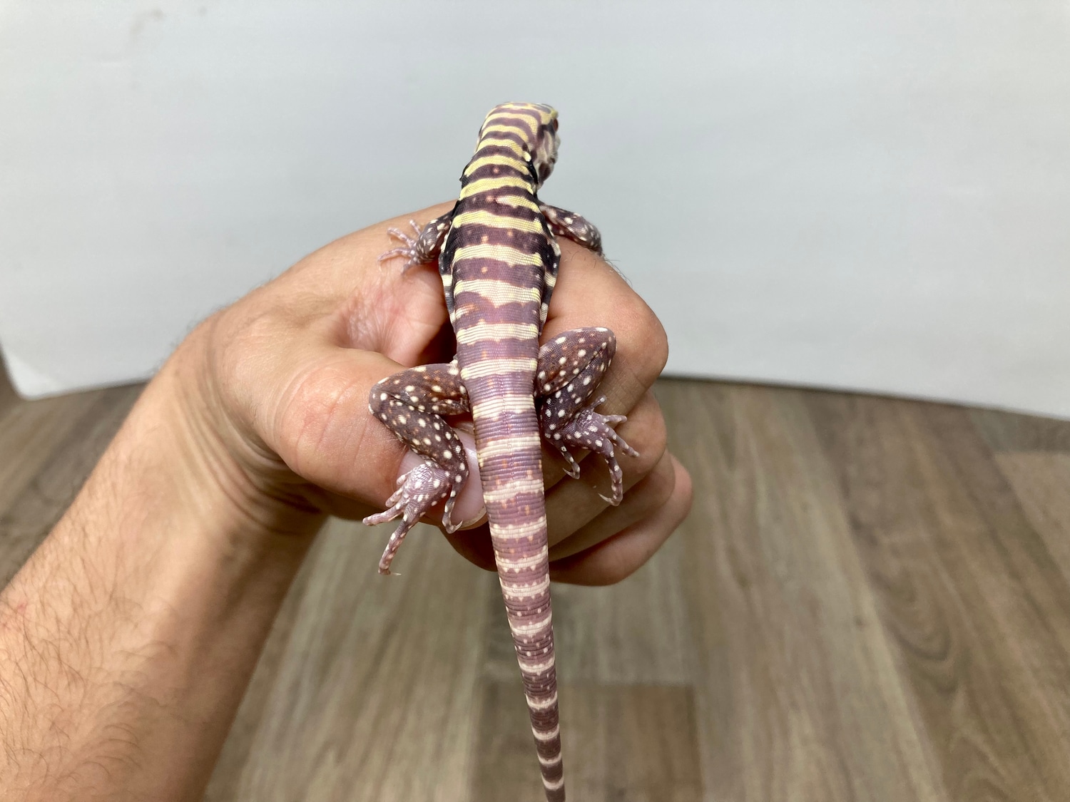 Albino Purple Titanium Tegu by Good Guy Reptile Family - MorphMarket