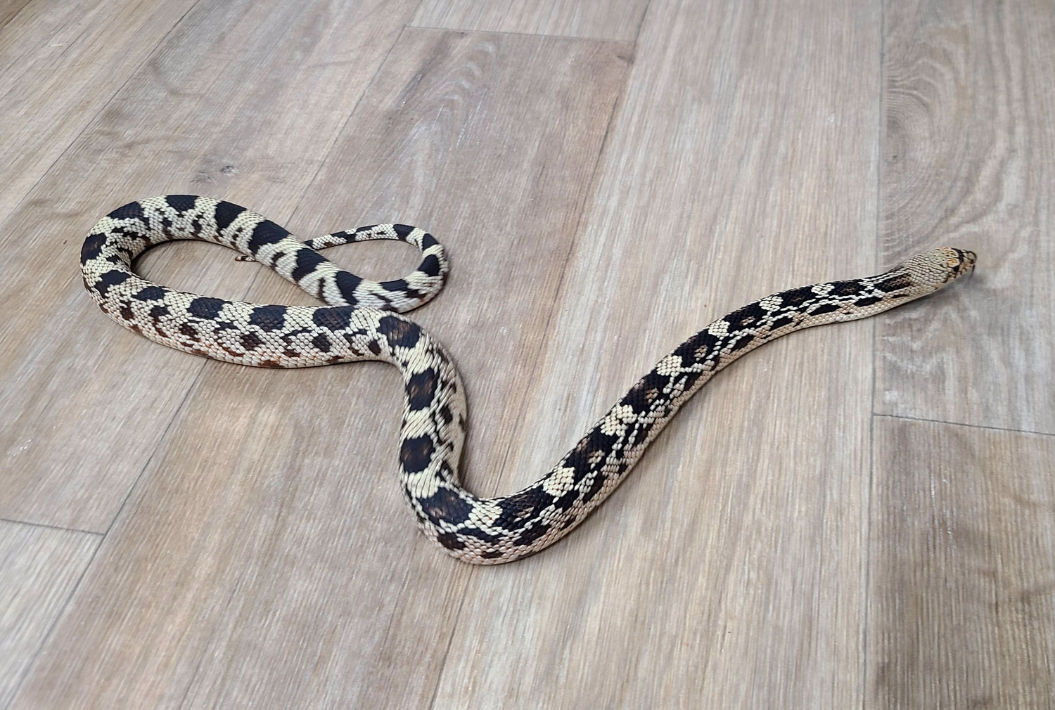Northern Pine Snake by Good Guy Reptile Family - MorphMarket
