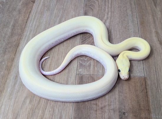 Ivory Burmese Python by Good Guy Reptile Family