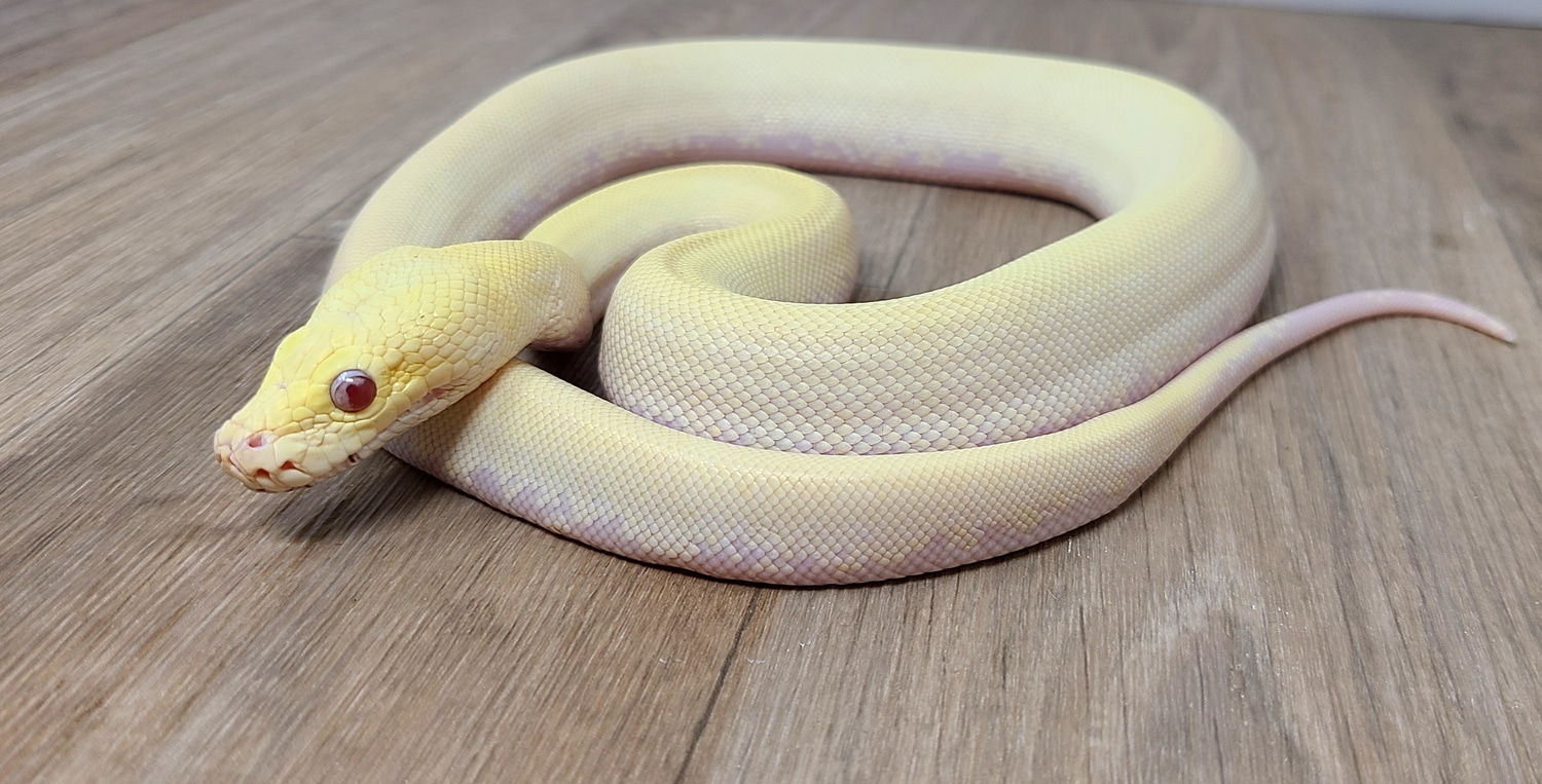 Blizzard Burmese Python by Good Guy Reptile Family - MorphMarket