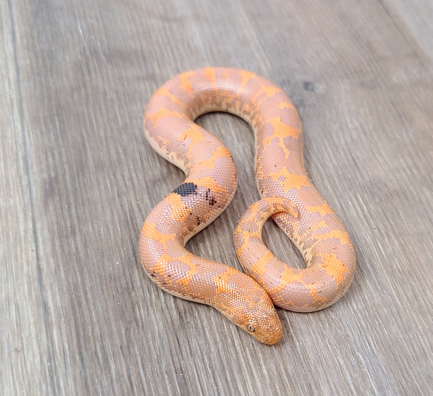 Albino Paradox Kenyan Sand Boa by Good Guy Reptile Family - MorphMarket