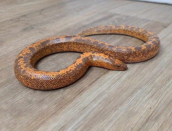 Granite Striped Kenyan Sand Boa by Good Guy Reptile Family
