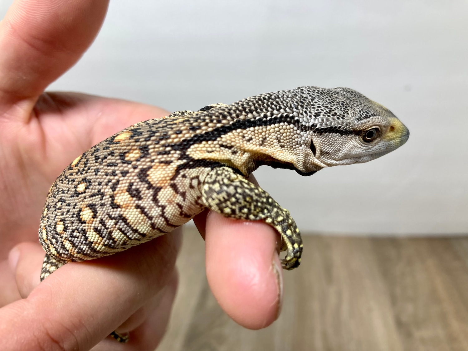CB Baby Black Throat Black-Throated Monitor by Good Guy Reptile Family ...