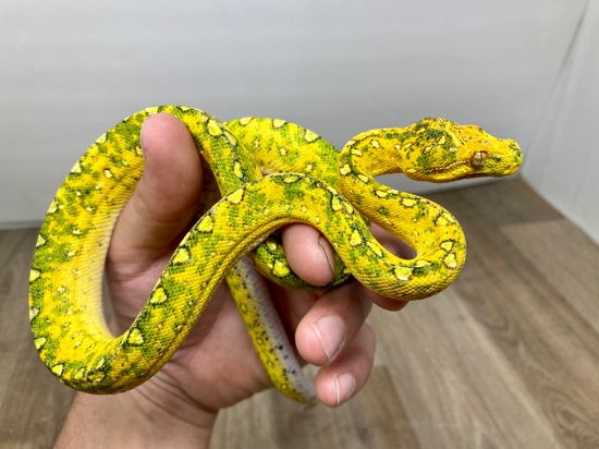 Yearling Female Biak Green Tree Python by Good Guy Reptile Family