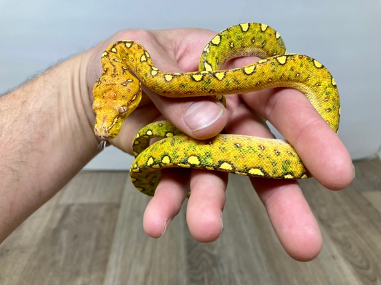 Yearling Female Biak Green Tree Python by Good Guy Reptile Family