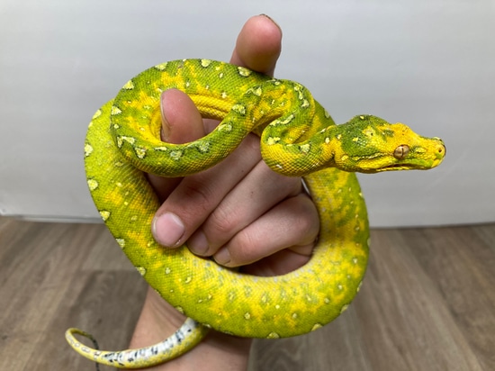 Yearling Female Biak Green Tree Python by Good Guy Reptile Family