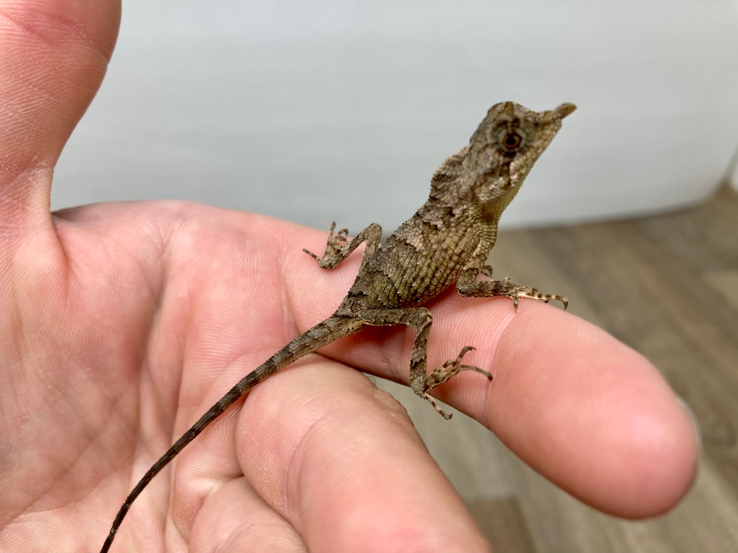 Ceratophora Tennentii Rhino/Sri Lankan Leaf Nose Agamids More Lizard by ...