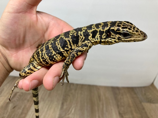 Golden Tegu Male Other Tegus by Good Guy Reptile Family