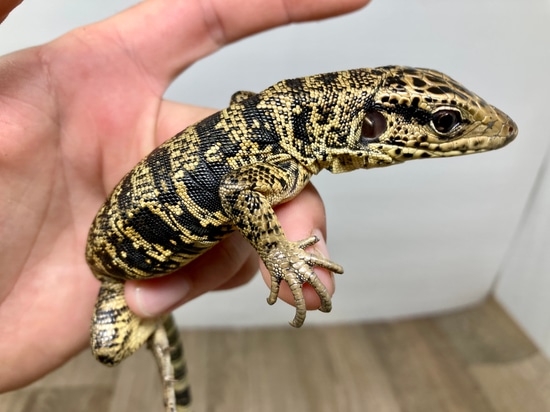 Golden Tegu Male Other Tegus by Good Guy Reptile Family
