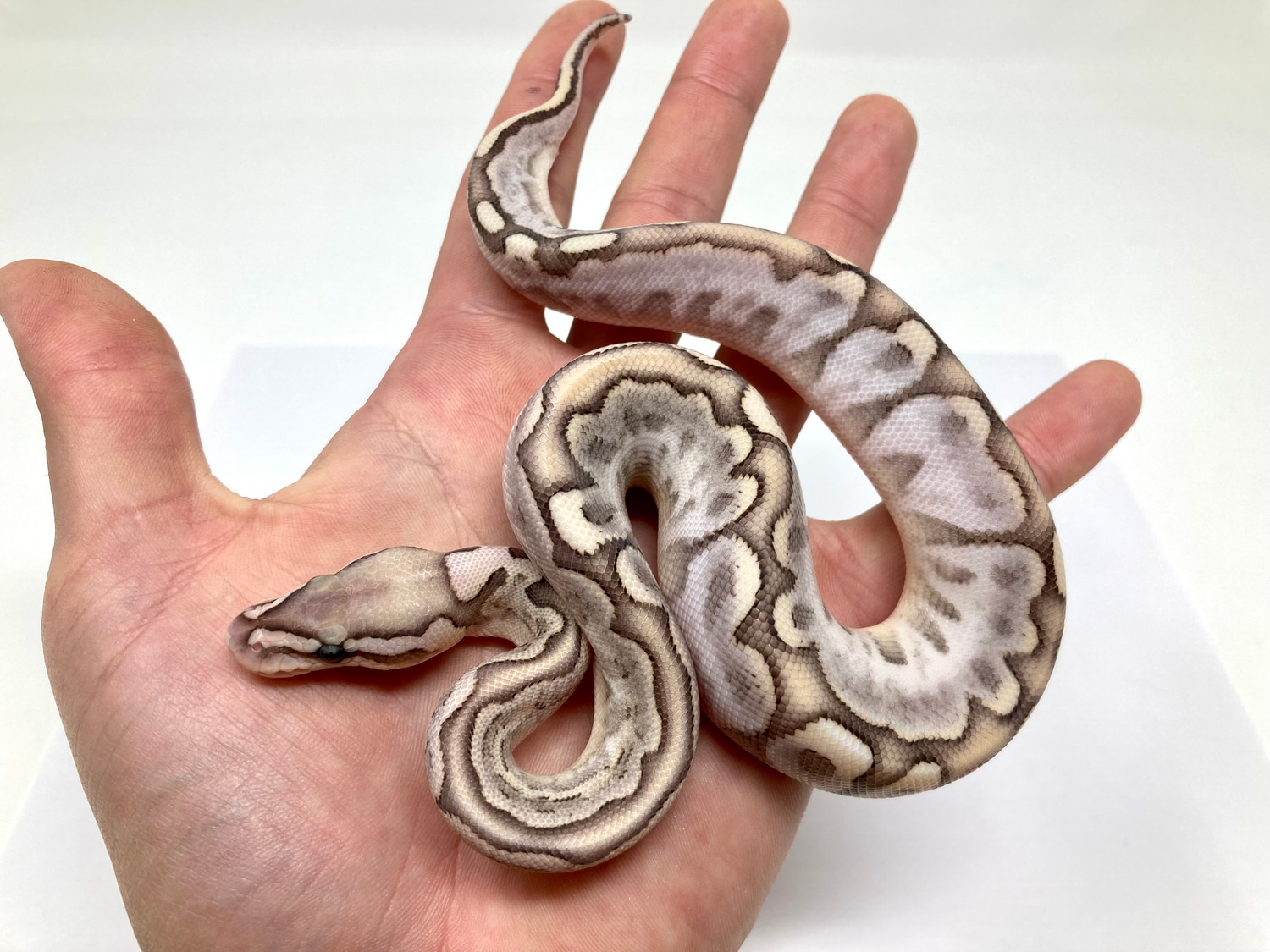 Black Pastel Calico Bamboo Ball Python by Good Guy Reptile Family ...