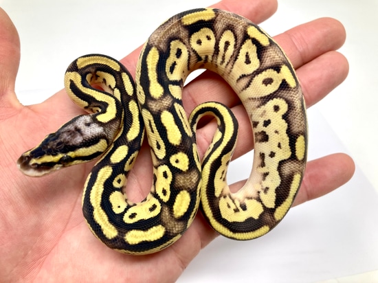 FireFly Enchi Bongo Ball Python by Good Guy Reptile Family