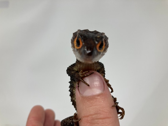 Red Eyed Croc Skink More Skink by Good Guy Reptile Family