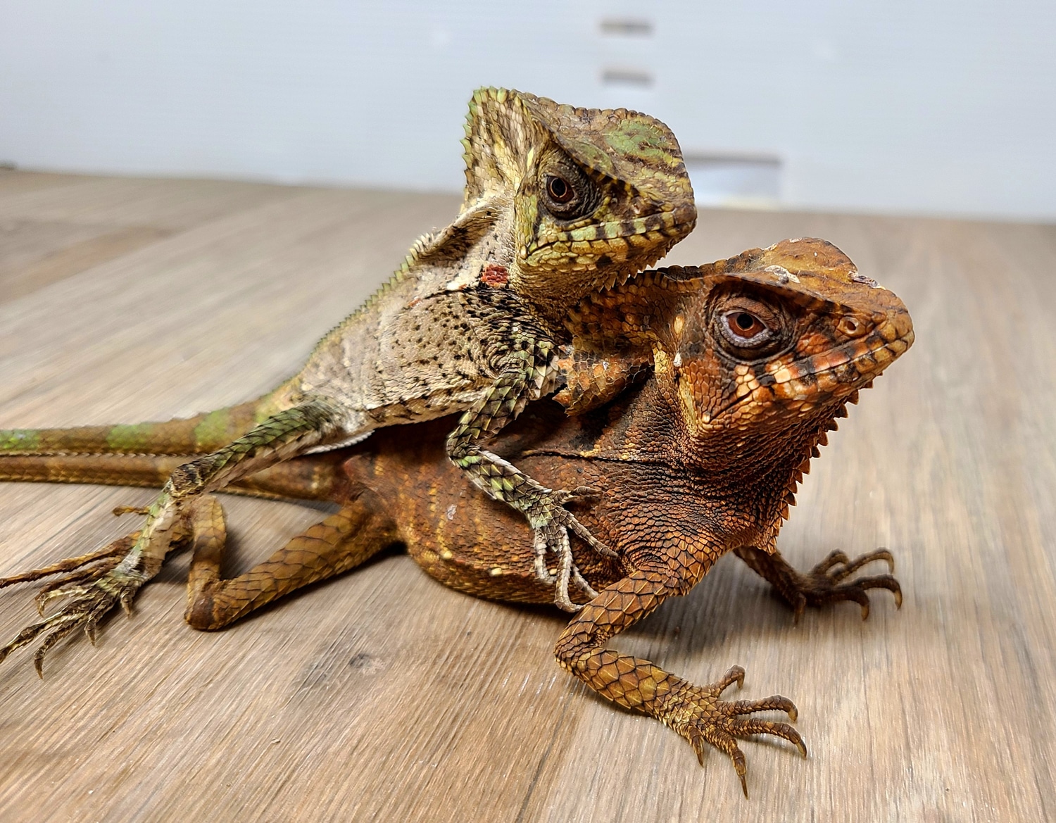 Helmeted Iguana Pair More Lizard by Good Guy Reptile Family - MorphMarket