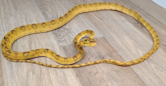 Yellow Tiger Phase Amazon Tree Boa by Good Guy Reptile Family