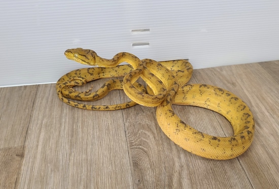 Yellow Tiger Phase Amazon Tree Boa by Good Guy Reptile Family
