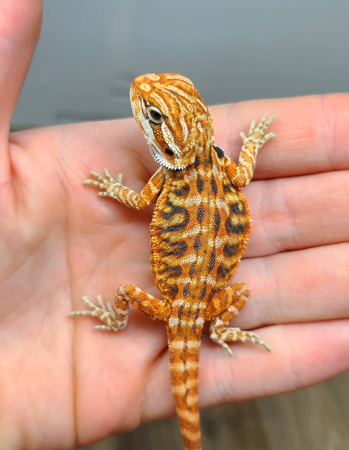 Extreme Hypo Red Leatherback Bearded Dragon Central Bearded Dragon by ...