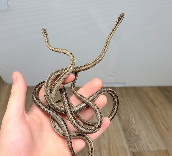 Madagascan Pencil Snake (Mimophis Mahfalensis) More Colubrid by Good ...