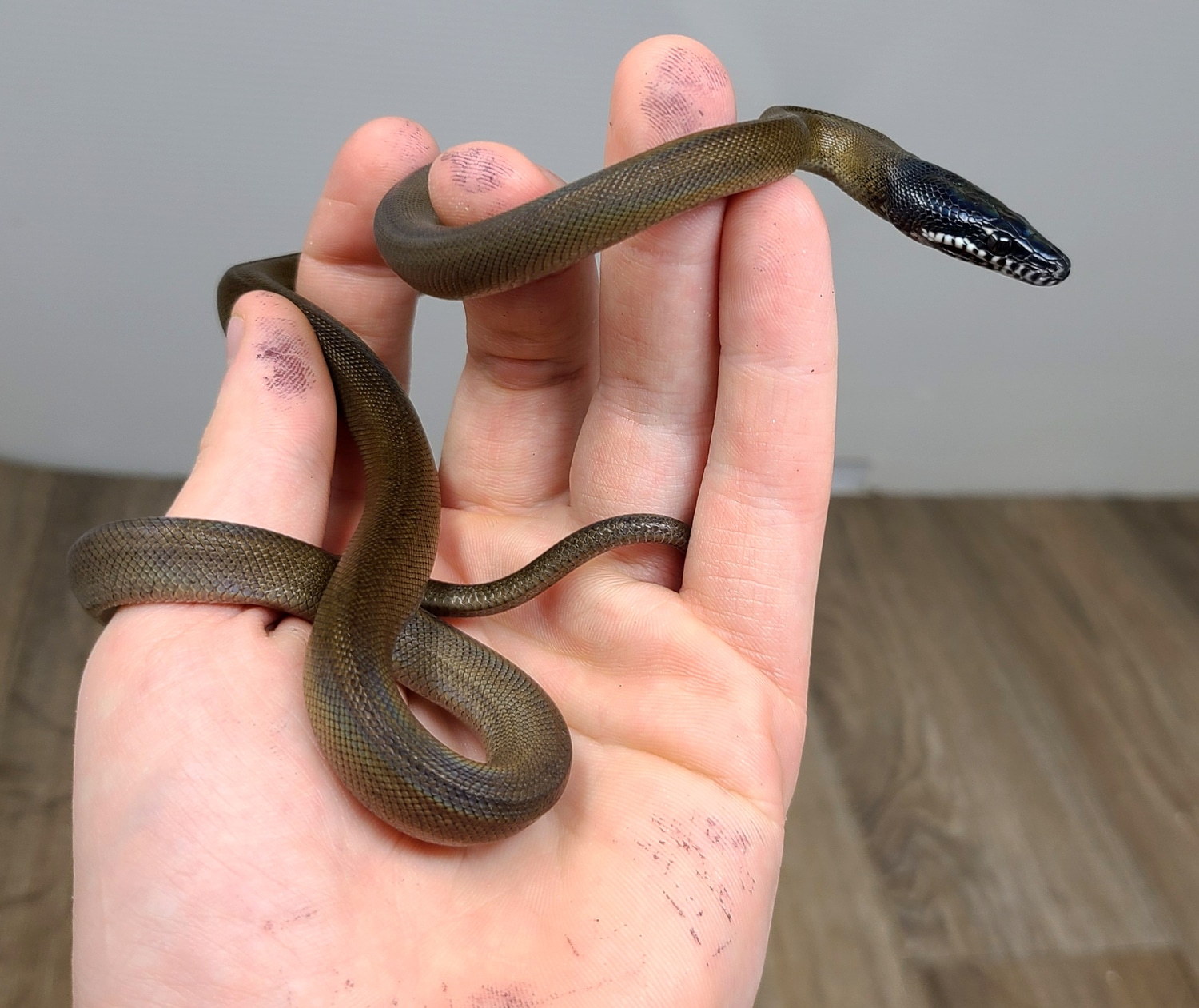 Northern White Lipped Python *HOLIDAY SALE* White-Lipped Python by Good ...