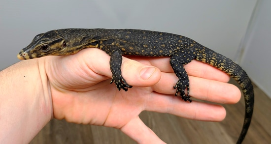 Obi Island Asian Water Monitor by Good Guy Reptile Family