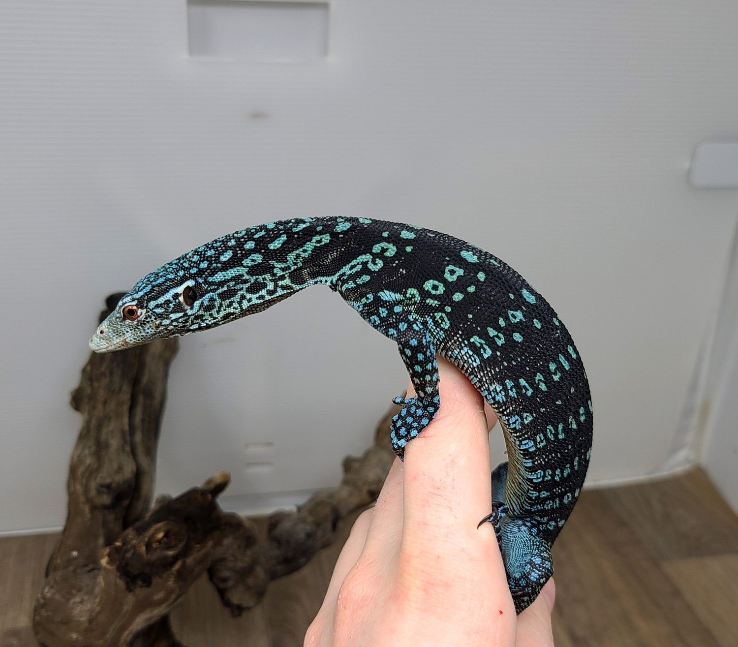 PAIR Blue Tree Monitor by Good Guy Reptile Family - MorphMarket