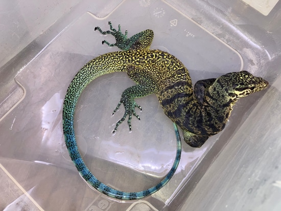 *SALE* Varanus Yuwonoi Tri Colored Monitor Other Monitor by Good Guy ...