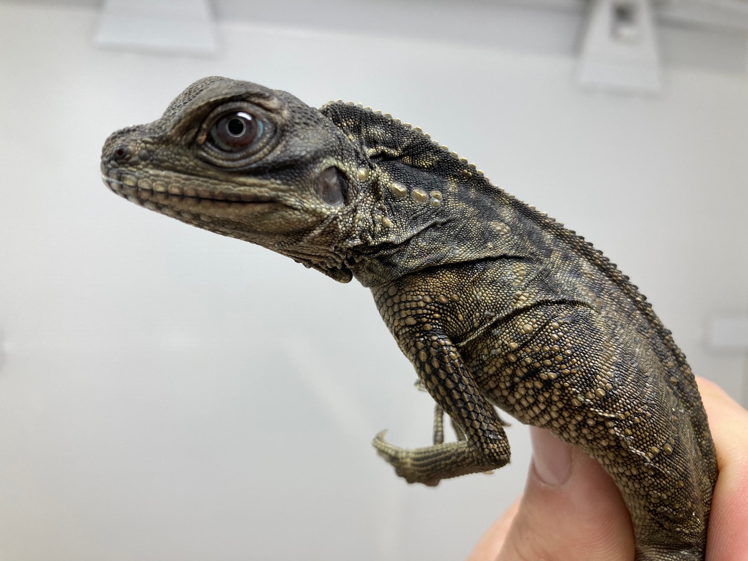 PAIR Hydrosaurus Celebensis More Lizard by Good Guy Reptile Family ...