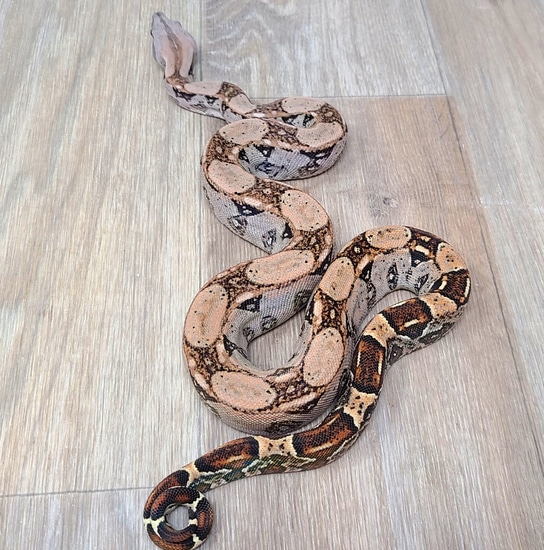 50% Het Blood Boa Constrictor by Good Guy Reptile Family