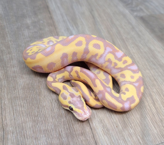 Banana Enchi Leopard Yellowbelly Chocolate Ball Python by Good Guy ...
